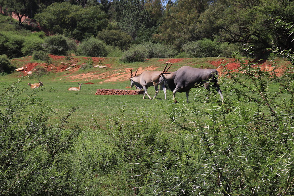 Celebrate National Gardens Week – The Voice of Africa – The Nations Speak